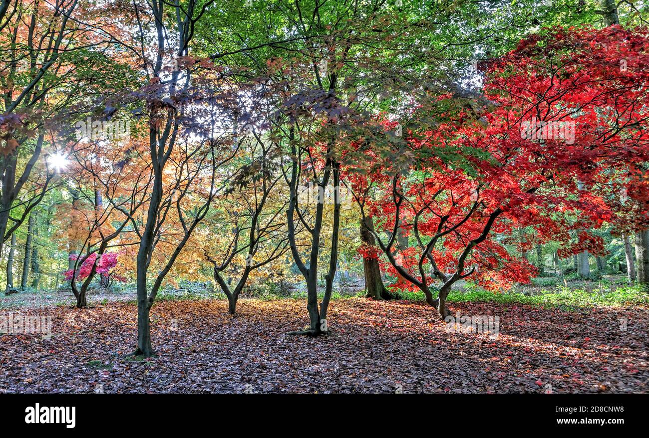 Autumn Forest Light Shadows England High Resolution Stock Photography ...