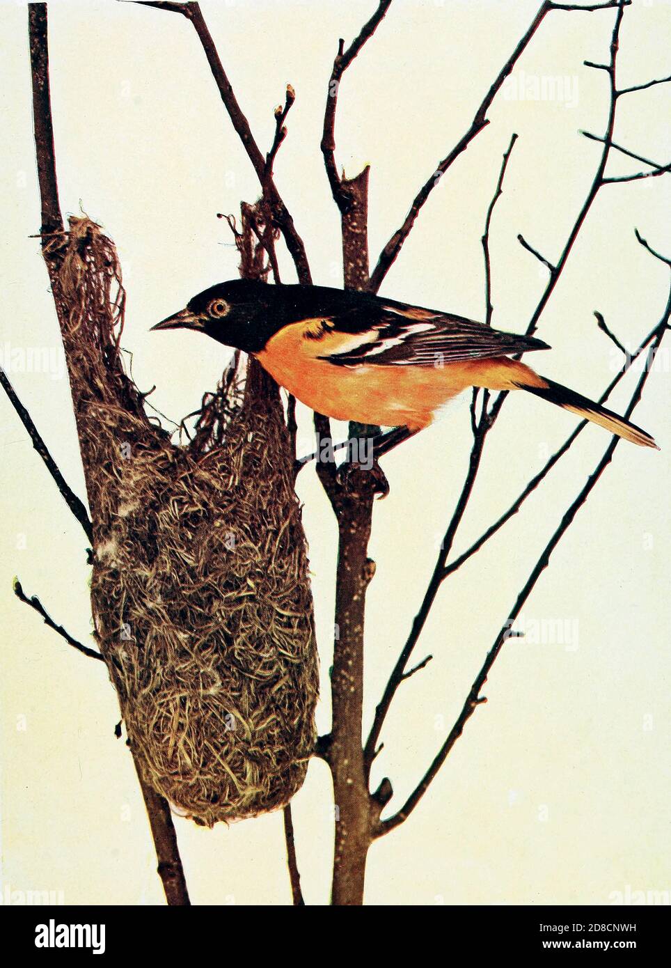 The Baltimore oriole (Icterus galbula) is a small icterid blackbird ...