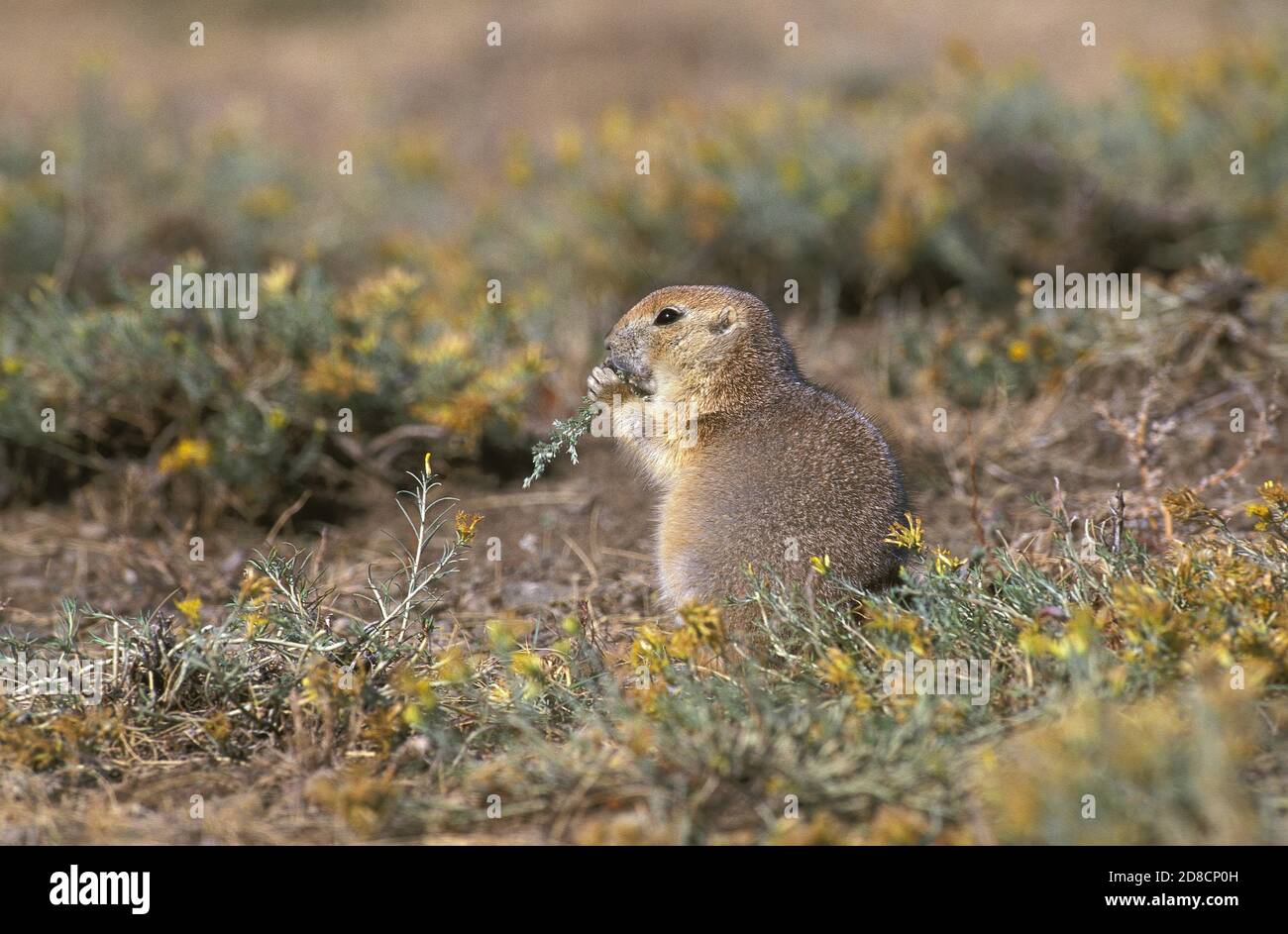 Prairie dog eating leaves hi-res stock photography and images - Alamy
