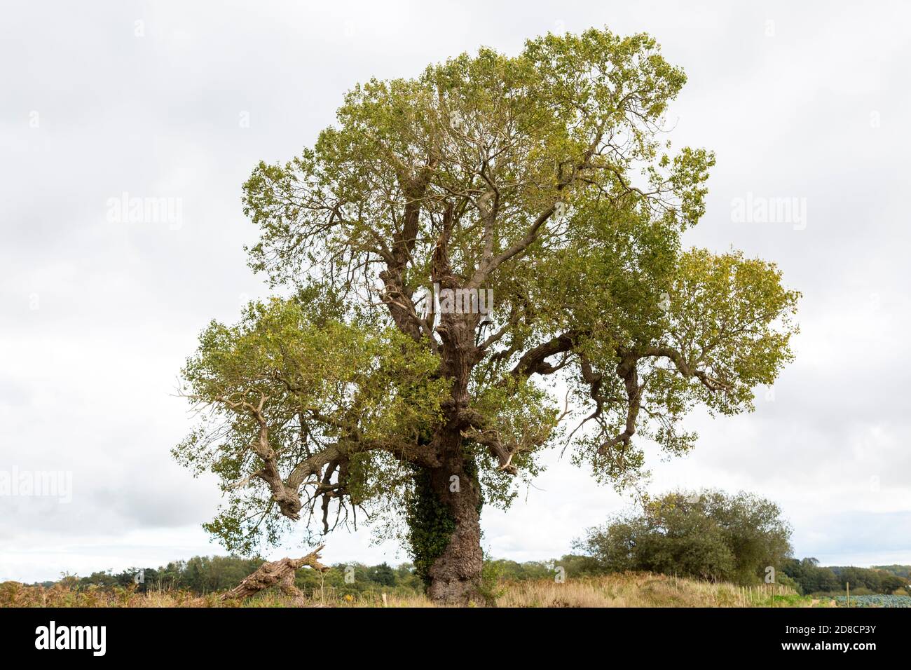 Populus nigra, black poplar tree, genus Populus, native to Britain ...