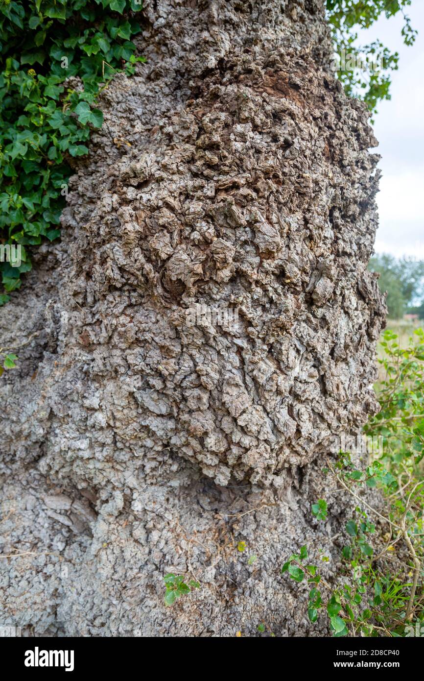 Native english black poplar tree populus nigra hi-res stock photography ...