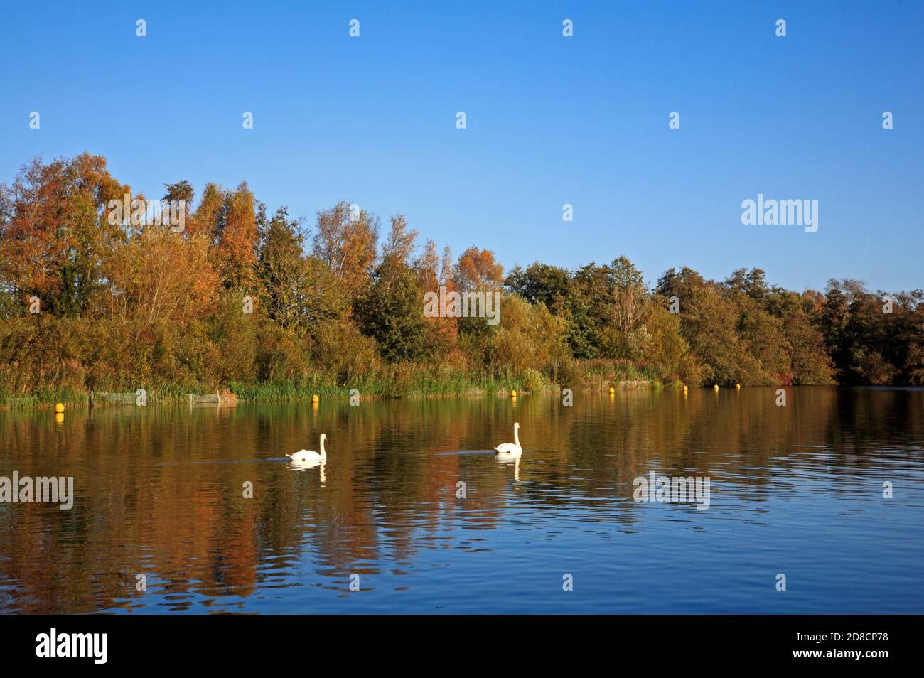 A view of the west bank of Salhouse Broad in autumn with trees and a ...