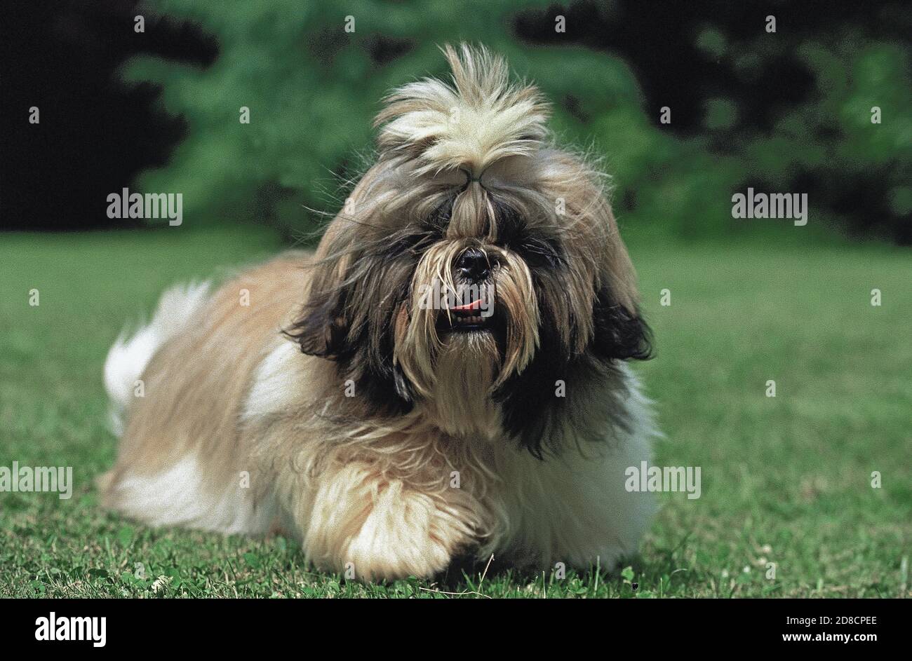 SHI TZU DOG, ADULT ON GRASS Stock Photo - Alamy