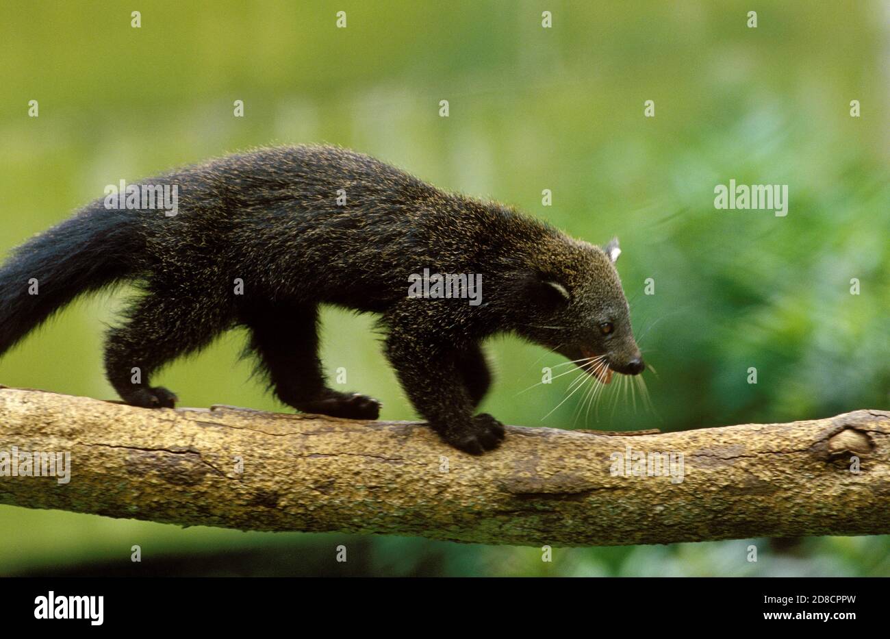 BINTURONG CIVET OR ASIAN BEARCAT arctictis binturong, ADULT ON BRANCH ...