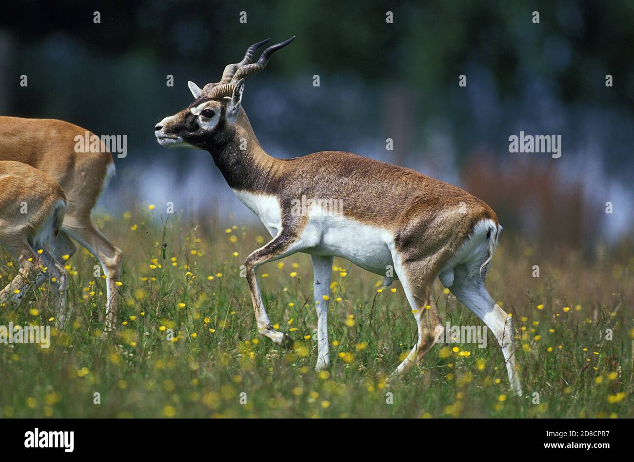Blackbuck antilope cervicapra adult male hi-res stock photography and ...
