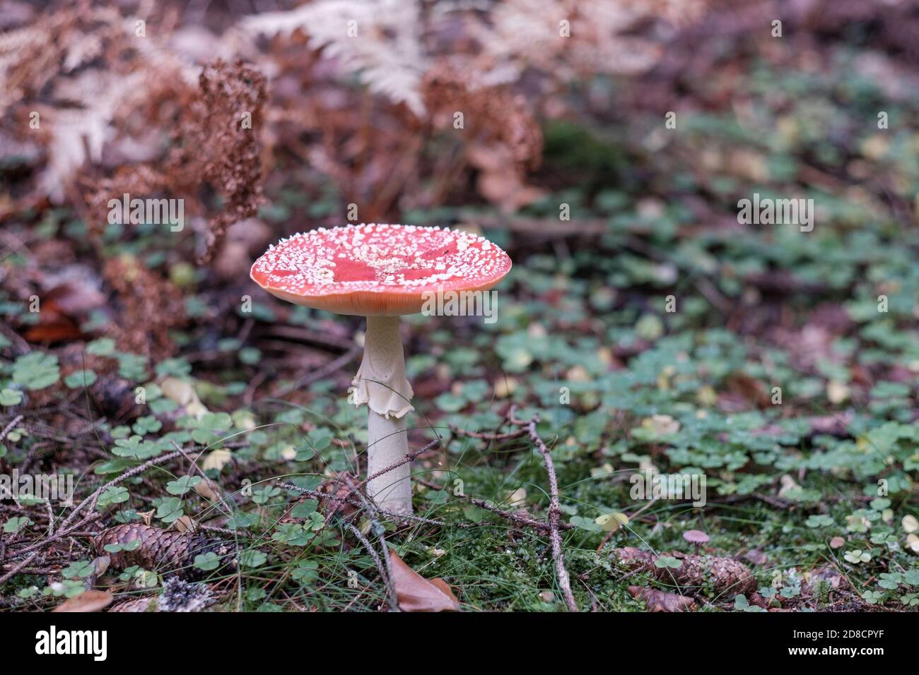 Red poisonous mushroom with red dots in a natural european forest ...
