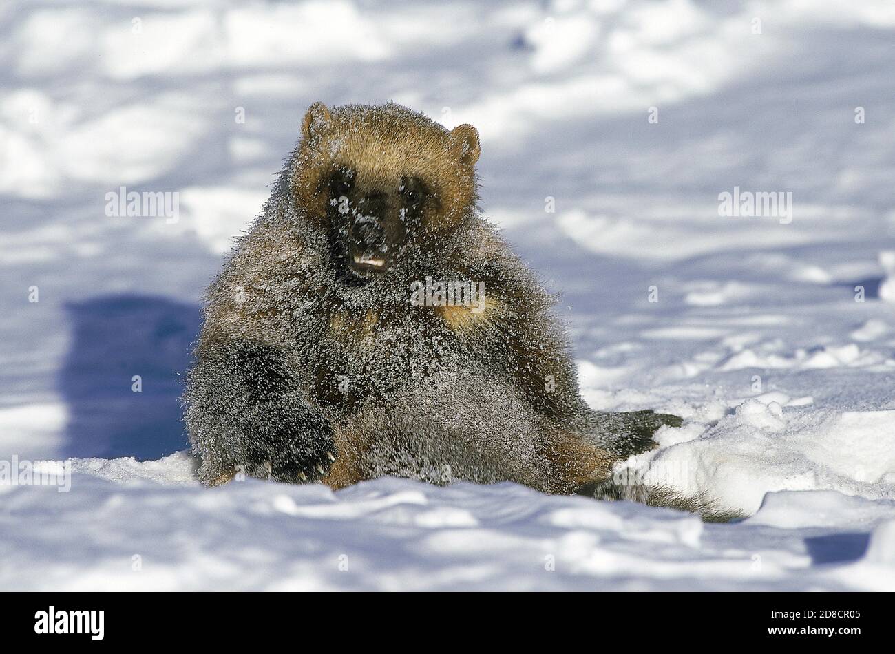NORTH AMERICAN WOLVERINE gulo gulo luscus, ADULT SEATTING IN SNOW ...