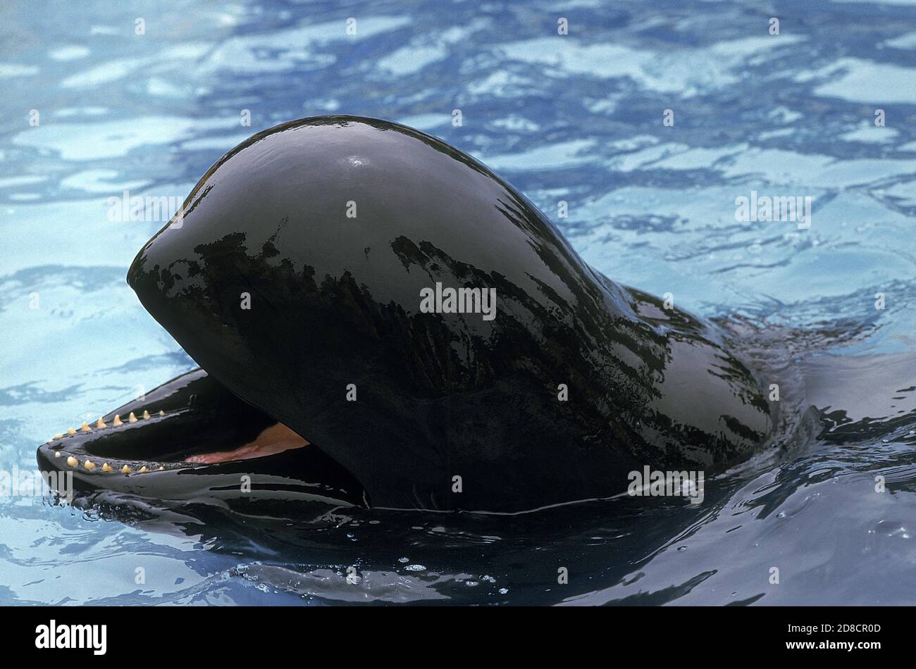 LONG-FINNED PILOT WHALE globicephala melaena, ADULT WITH OPENED MOUTH ...
