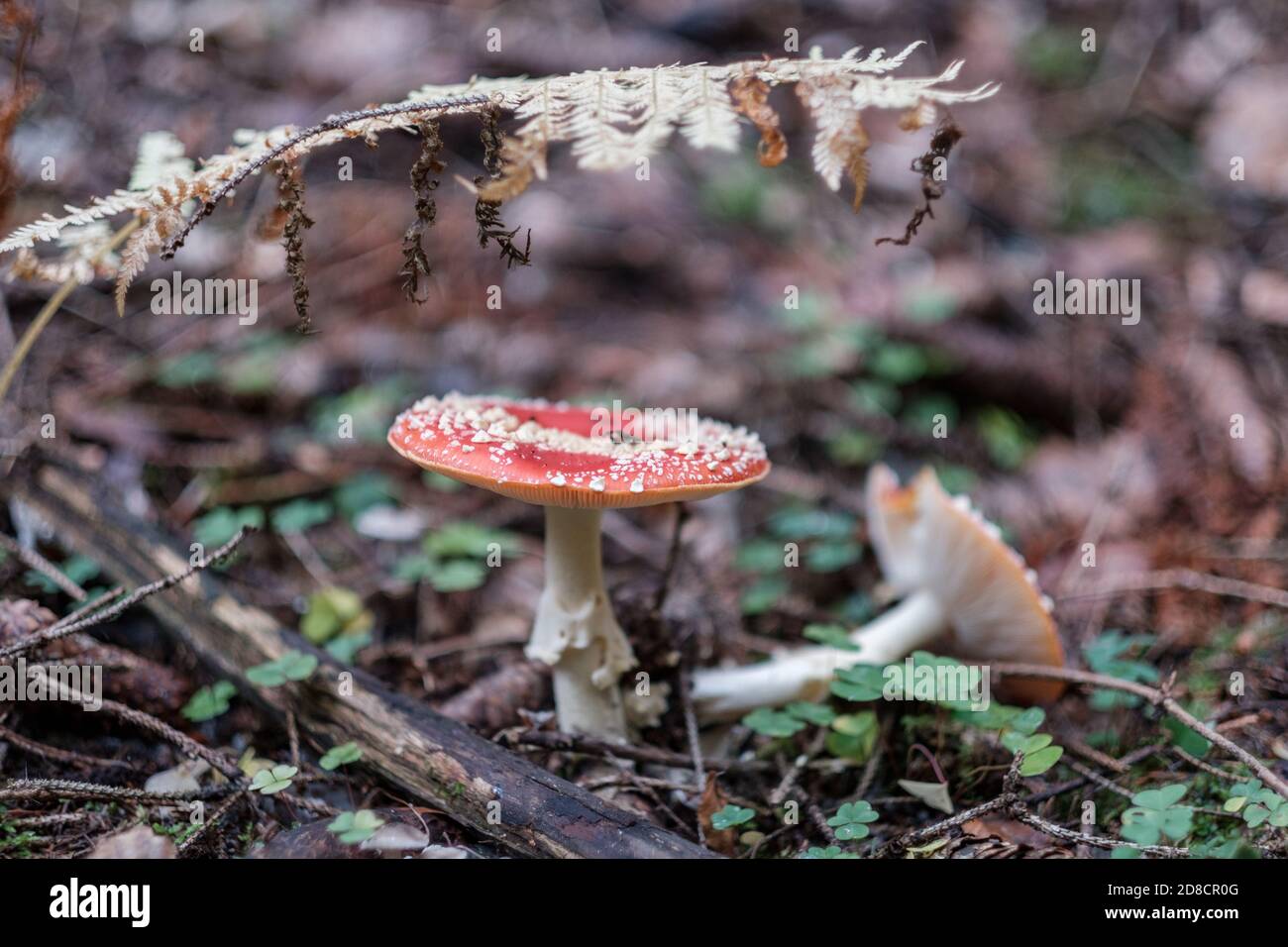 Amanita Muskari - red poisonous mushroom with red dots in a natural ...