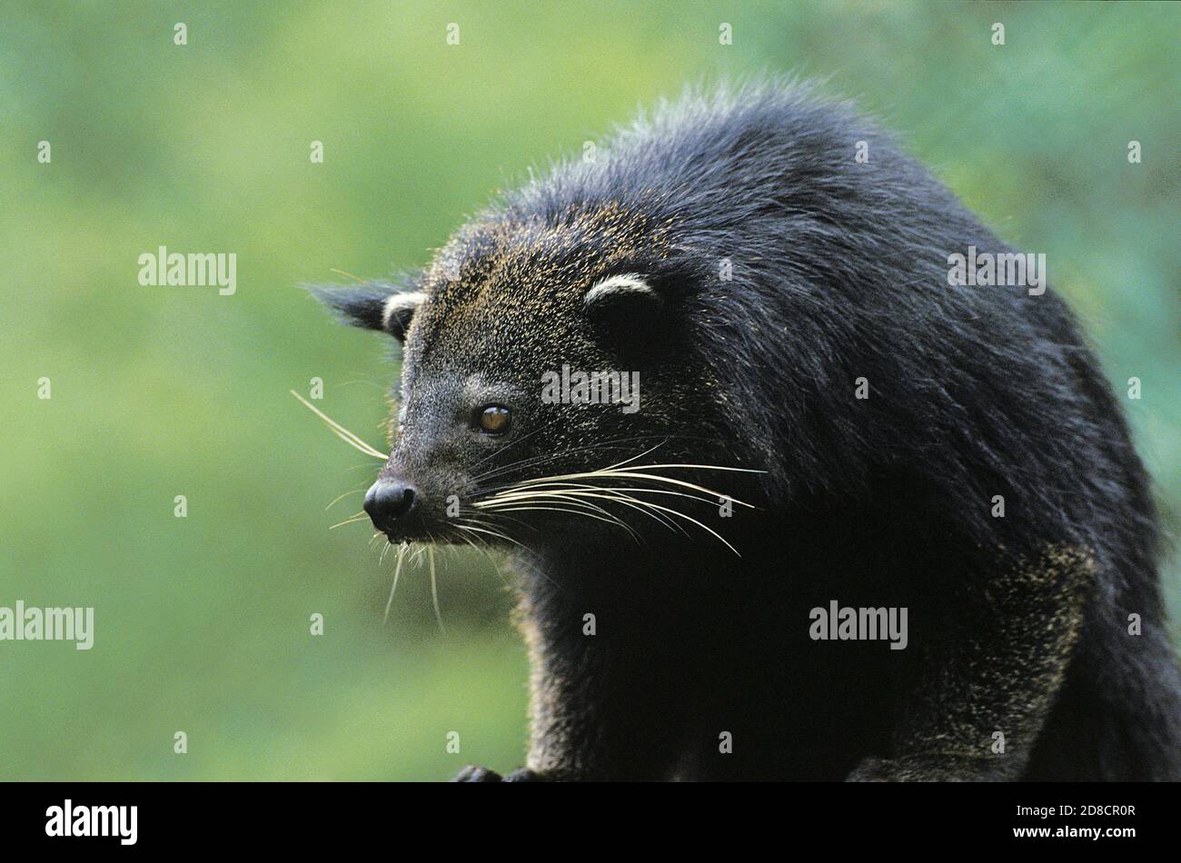 BINTURONG CIVET OR ASIAN BEARCAT arctictis binturong Stock Photo - Alamy