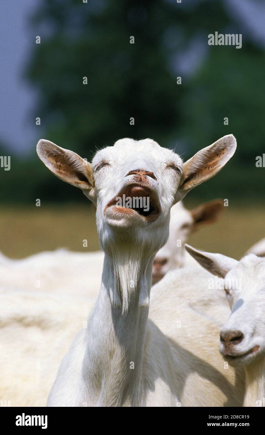 SAANEN GOAT, ADULT CALLING Stock Photo - Alamy