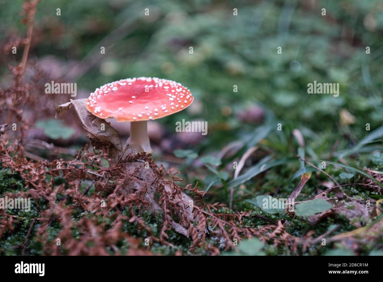 Poisonous red mushroom with red dots in a natural european forest ...