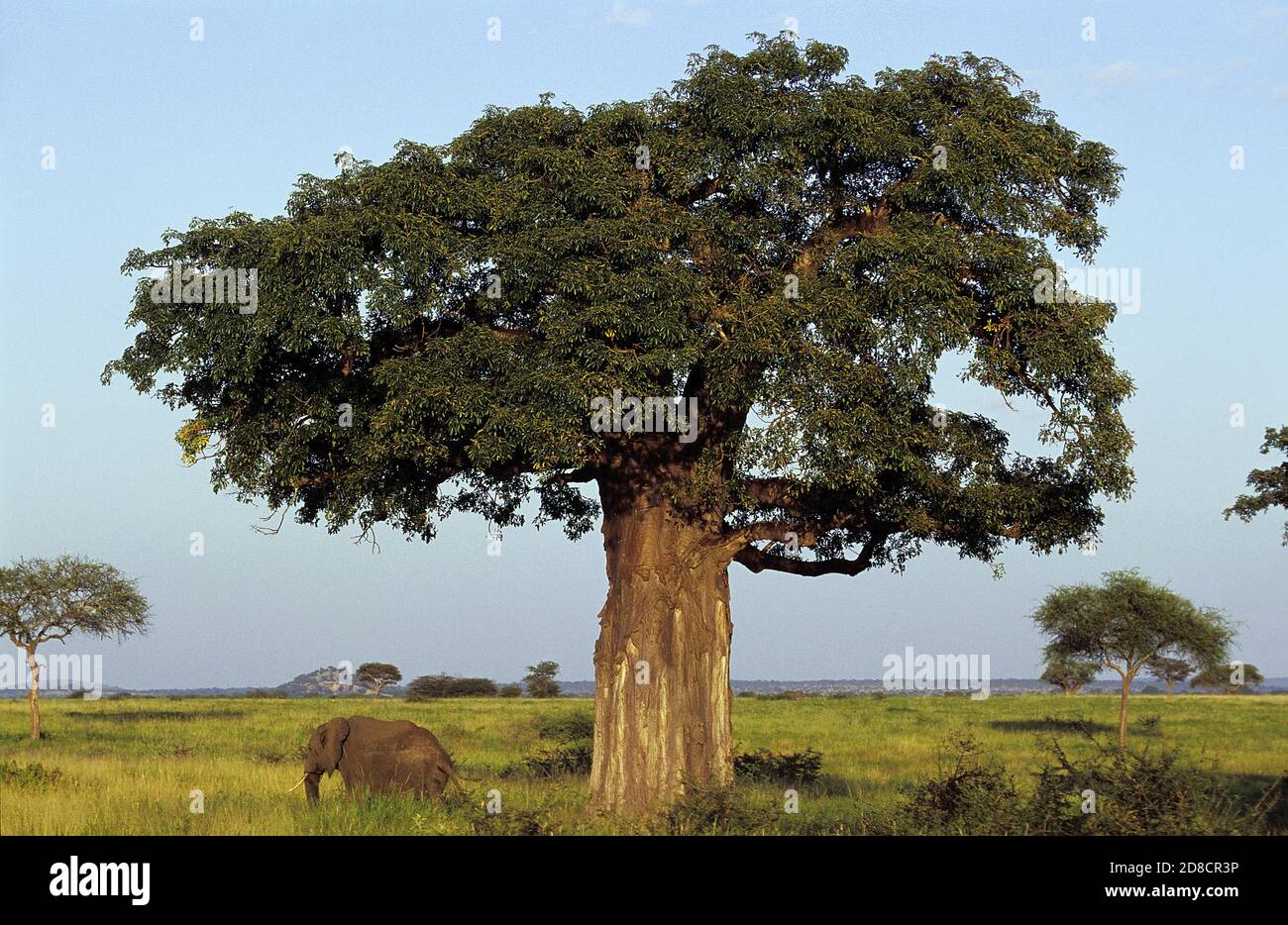 BAOBAB AND AFRICAN ELEPHANT loxodonta africana, TARANGIRE PARK IN ...