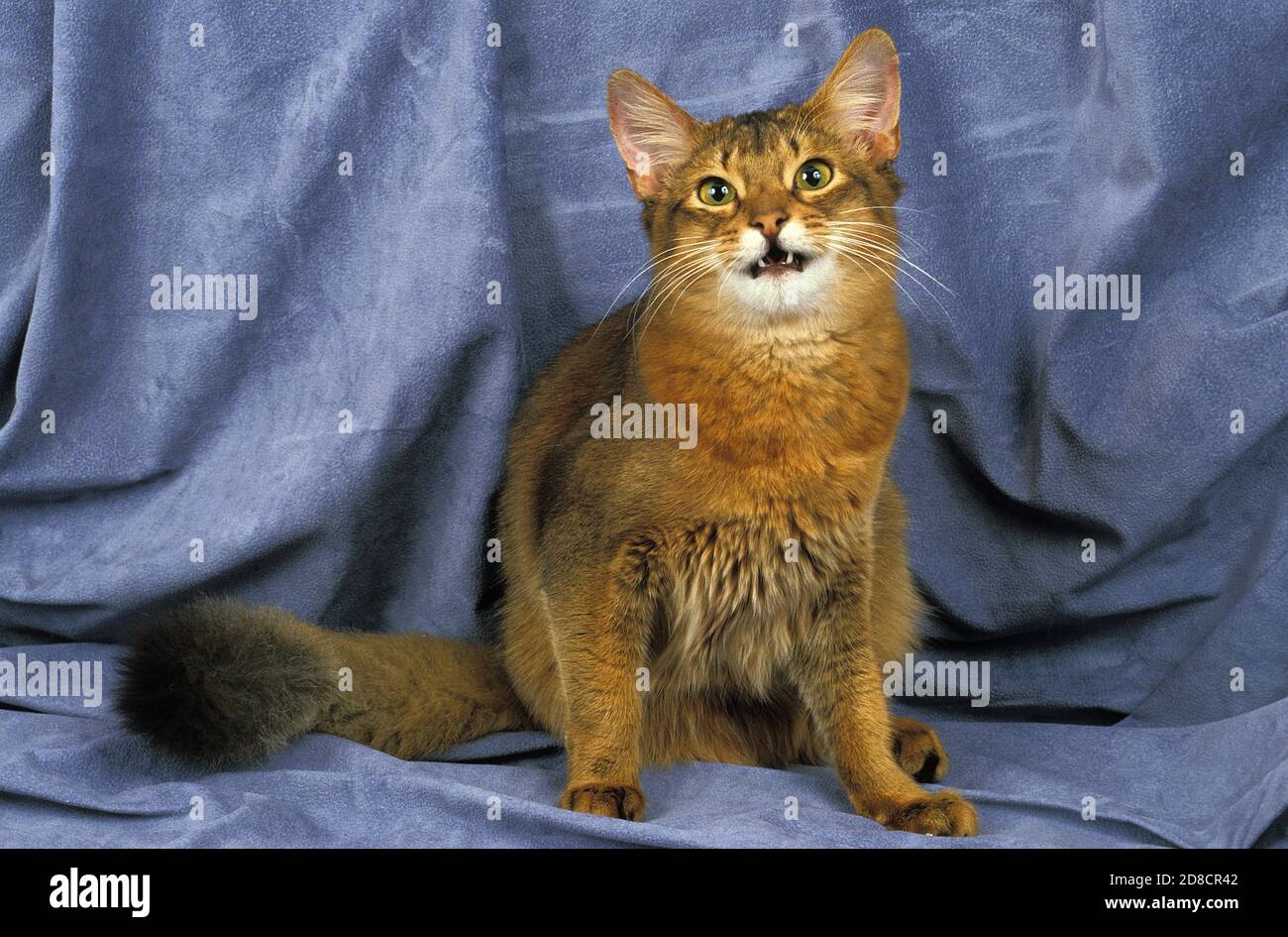 Somali cats hi-res stock photography and images - Alamy