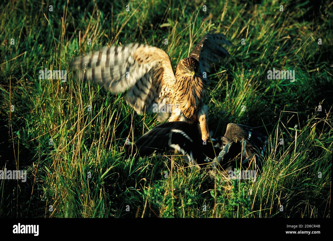 Goshawk attacking hi-res stock photography and images - Alamy