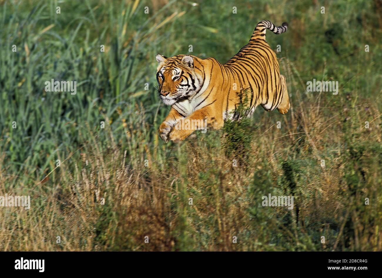 BENGAL TIGER panthera tigris tigris, ADULT LEAPING IN LONG GRASS Stock ...