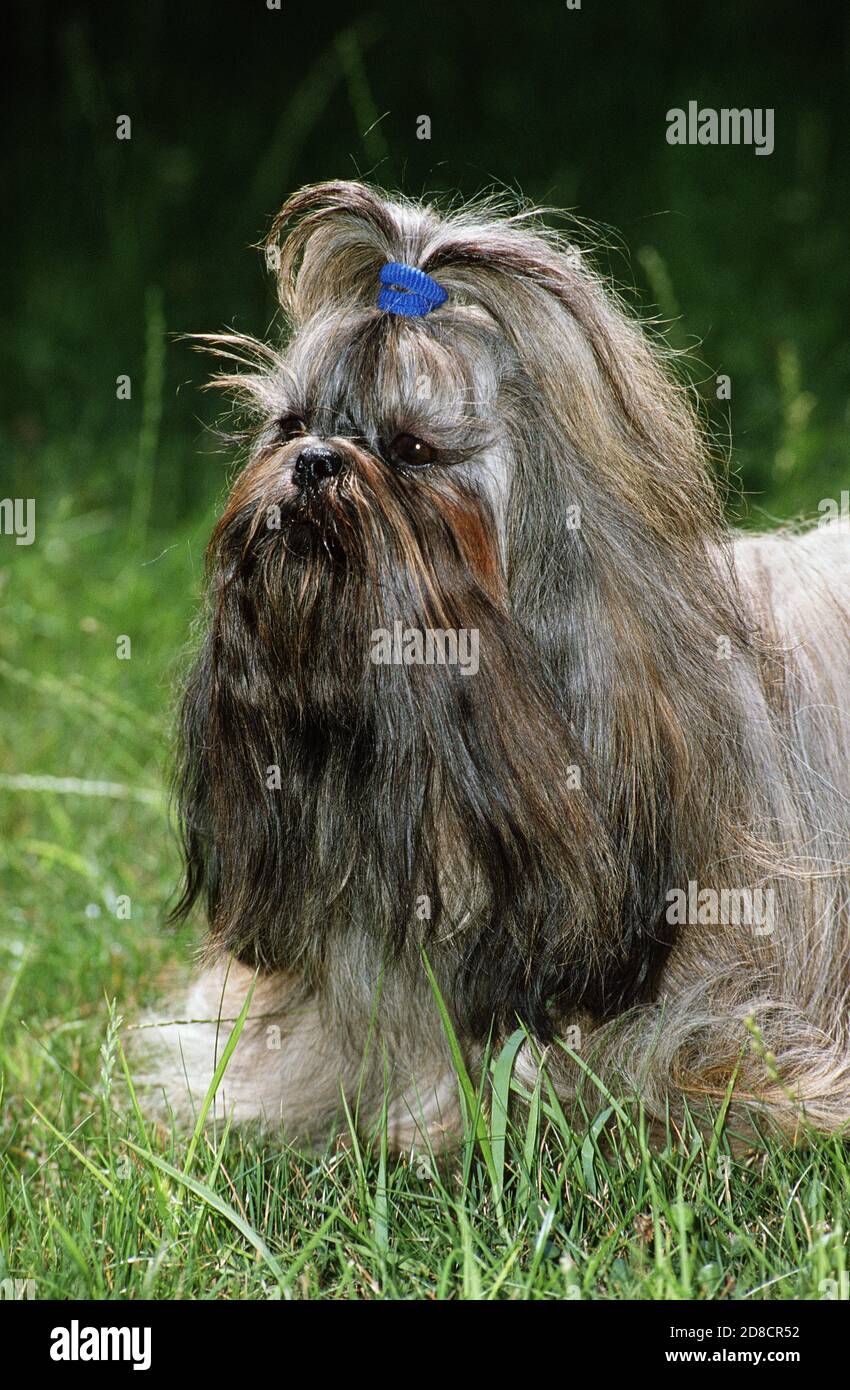 SHI TZU DOG, ADULT Stock Photo - Alamy