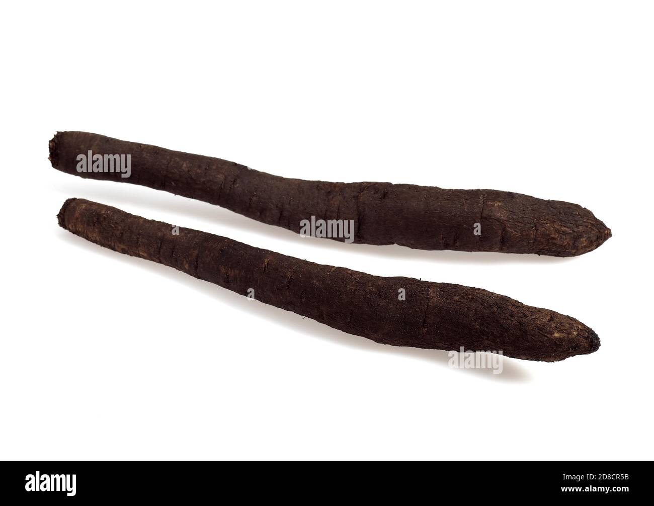 FRESH SALSIFY tragopogon porrifolius AGAINST WHITE BACKGROUND Stock ...