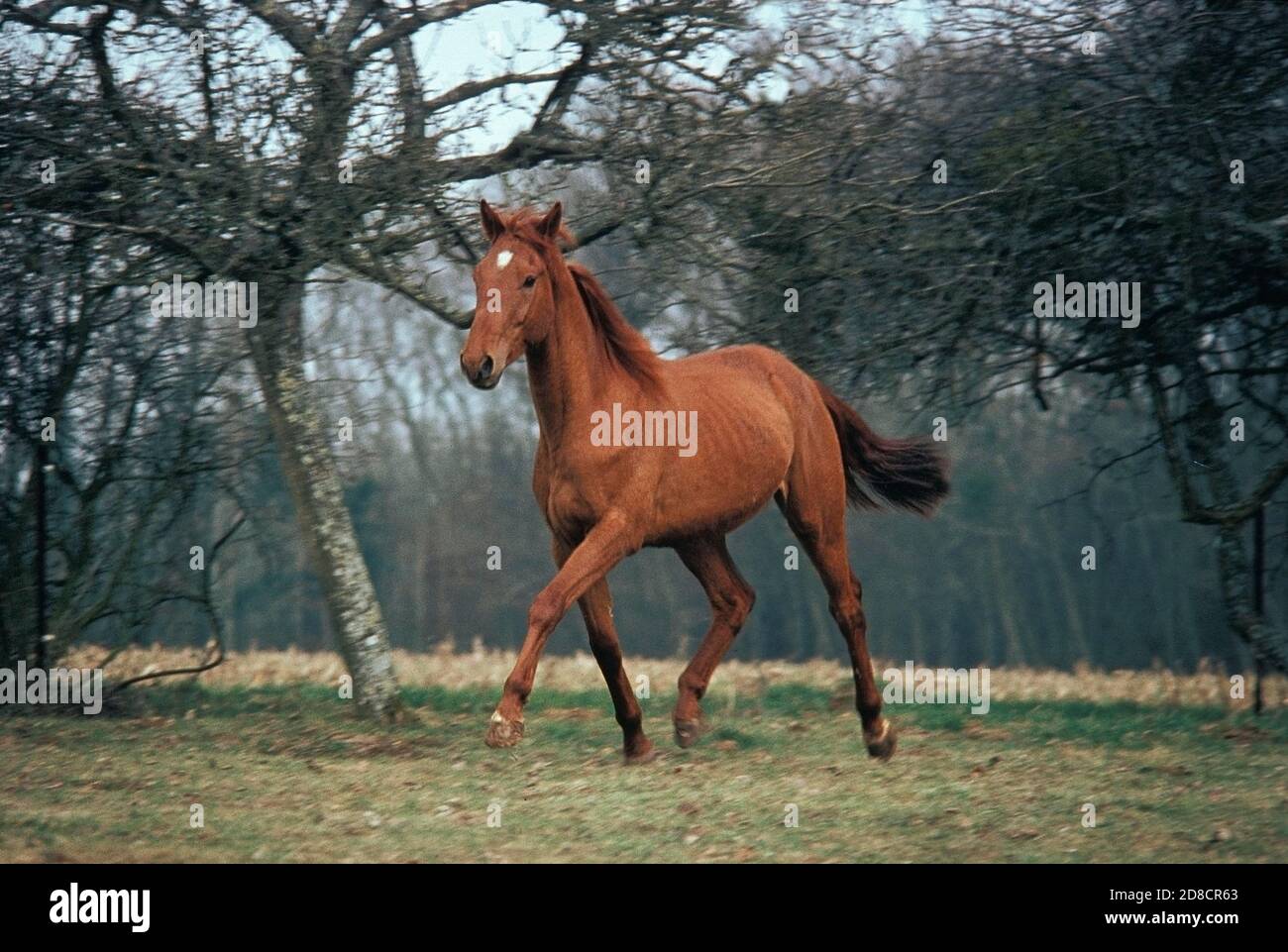 Selle francais horse hi-res stock photography and images - Alamy