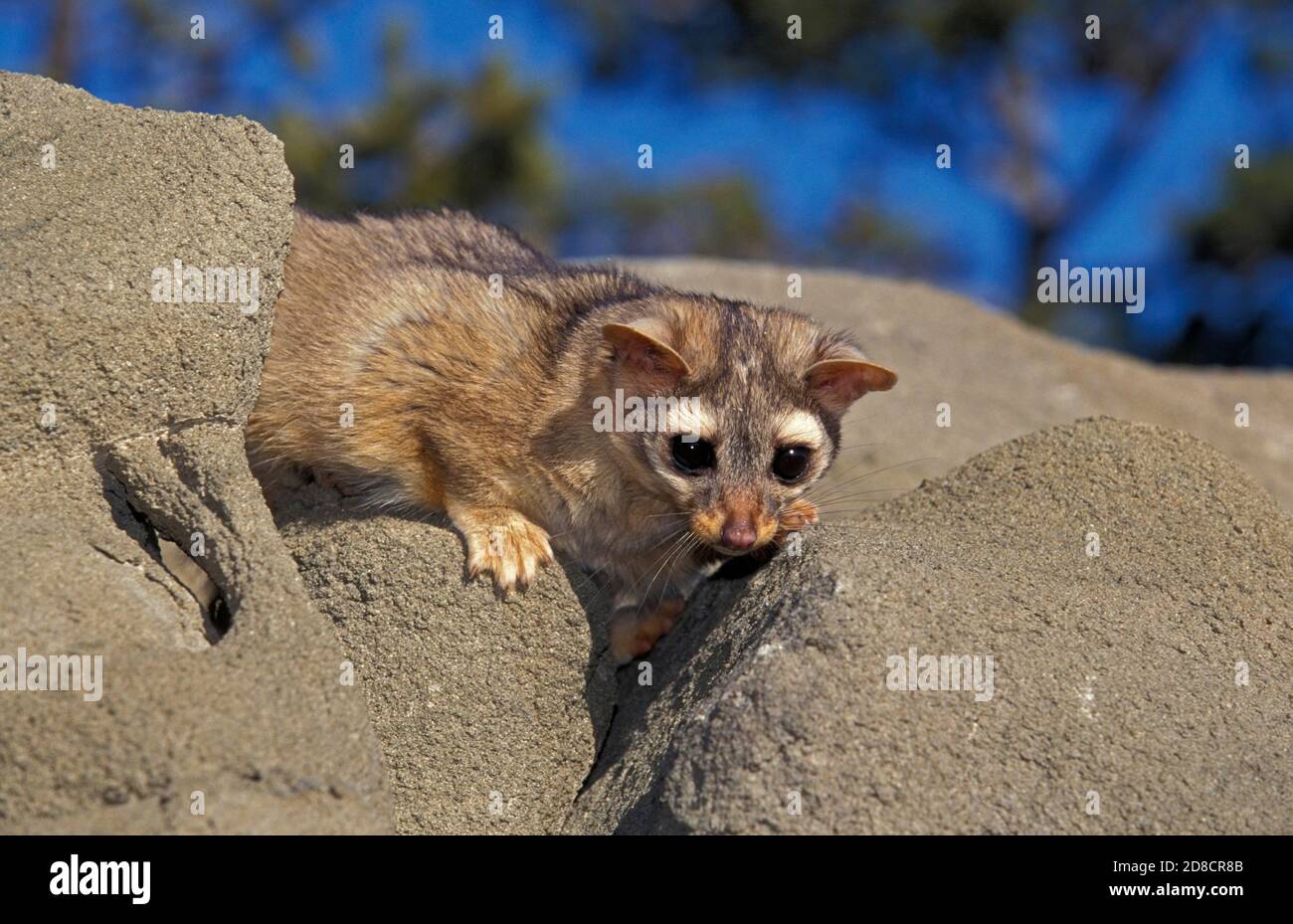 Ringtail cat hi-res stock photography and images - Alamy