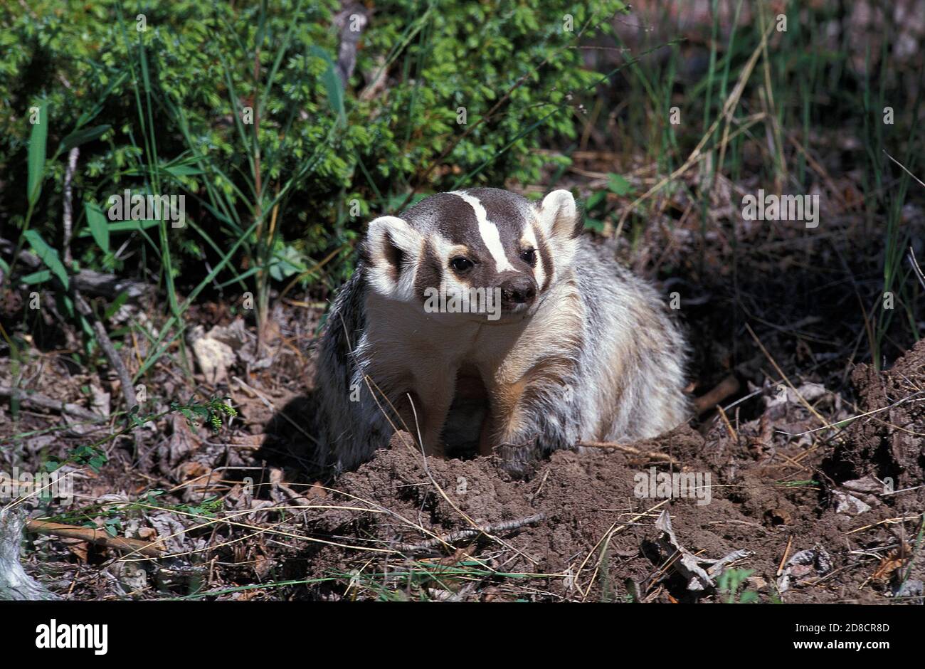 AMERICAN BADGER taxidea taxus, ADULT AT BURROW ENTRANCE, CANADA Stock ...