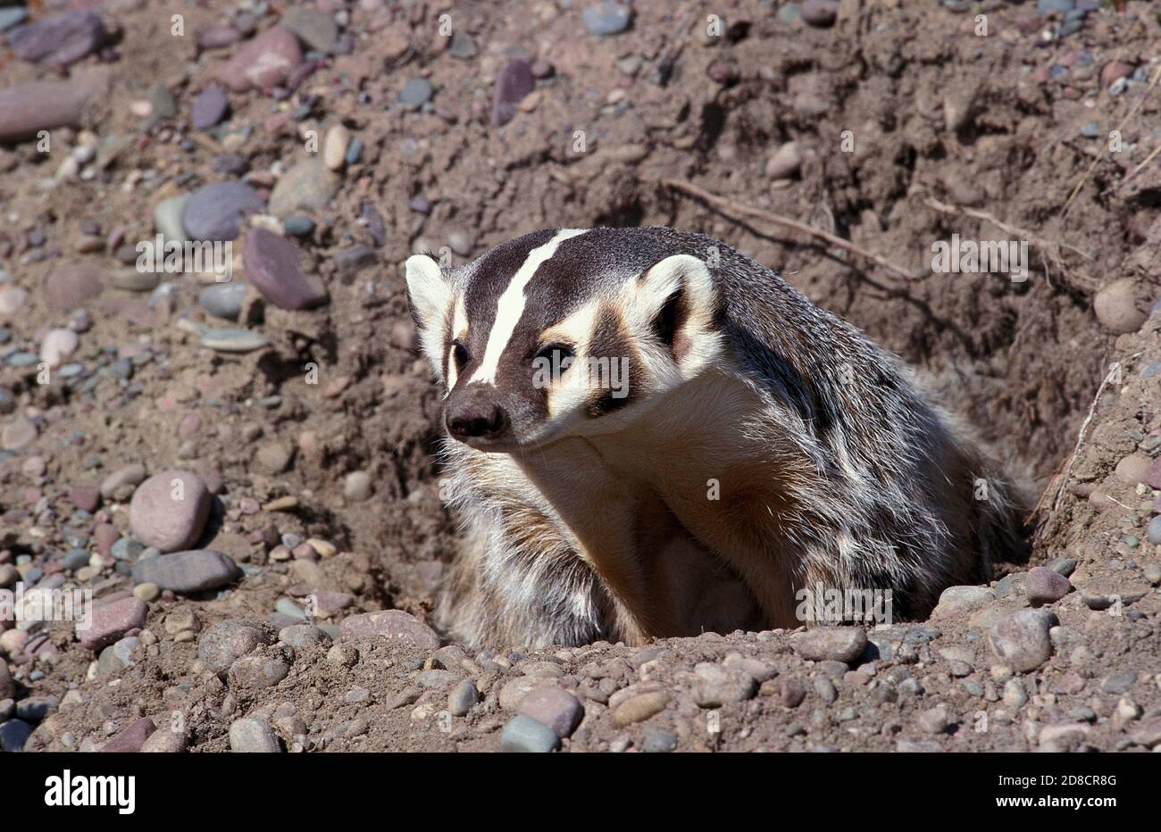 AMERICAN BADGER taxidea taxus, ADULT AT BURROW ENTRANCE, CANADA Stock ...