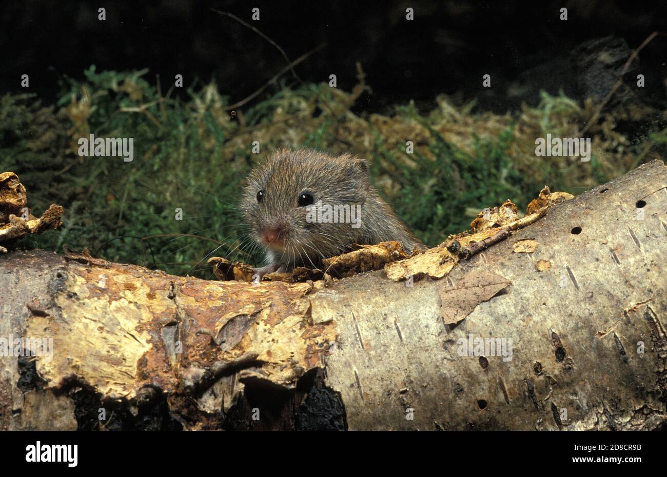 Bank vole photo hi-res stock photography and images - Alamy