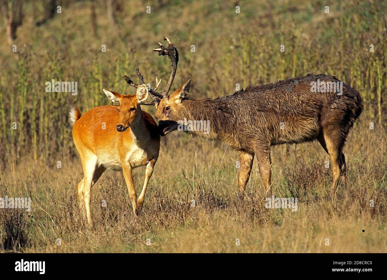 BARASINGHA DEER OR SWAMP DEER cervus duvauceli, MALE AND FEMALE, INDIA ...