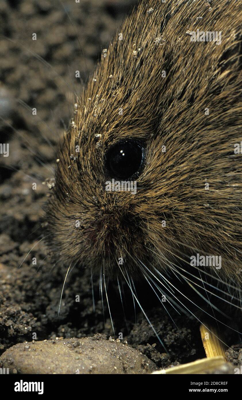 COMMON VOLE microtus arvalis, HEAD CLOSE-UP OF ADULT, FRANCE Stock ...