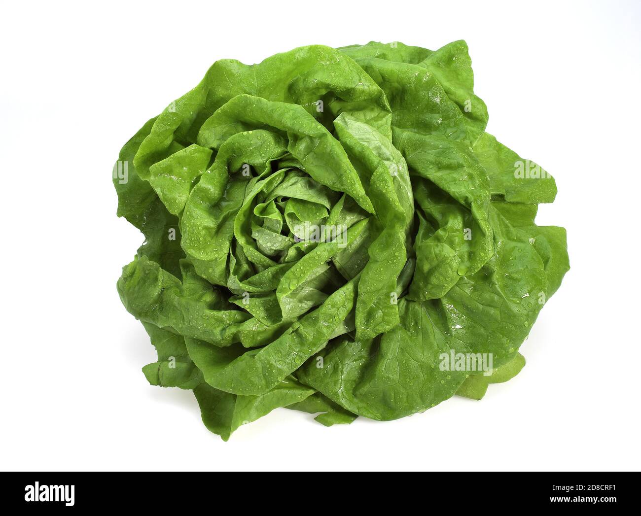 LETTUCE lactuca sativa AGAINST WHITE BACKGROUND Stock Photo - Alamy
