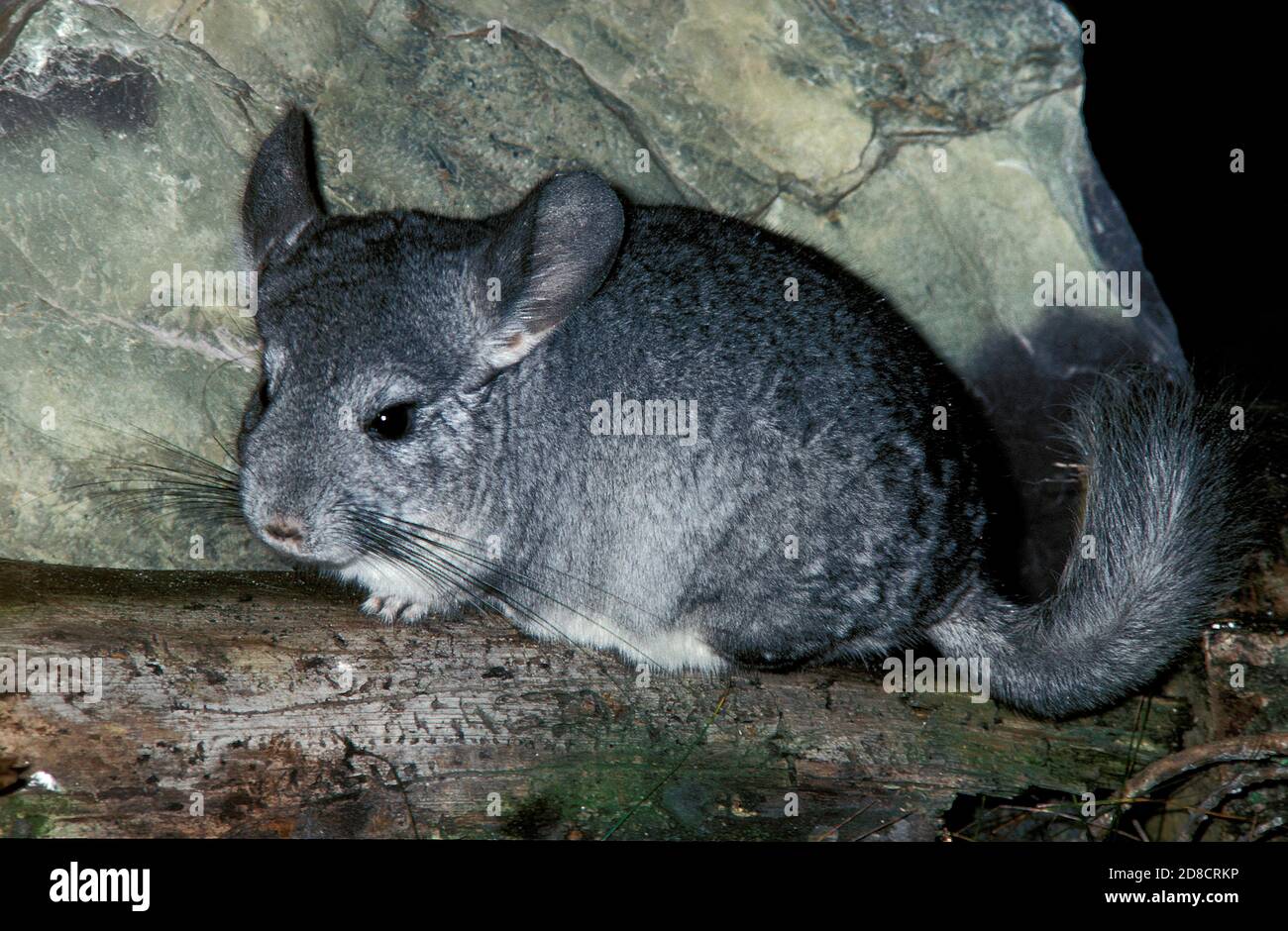 CHINCHILLA chinchilla laniger Stock Photo - Alamy