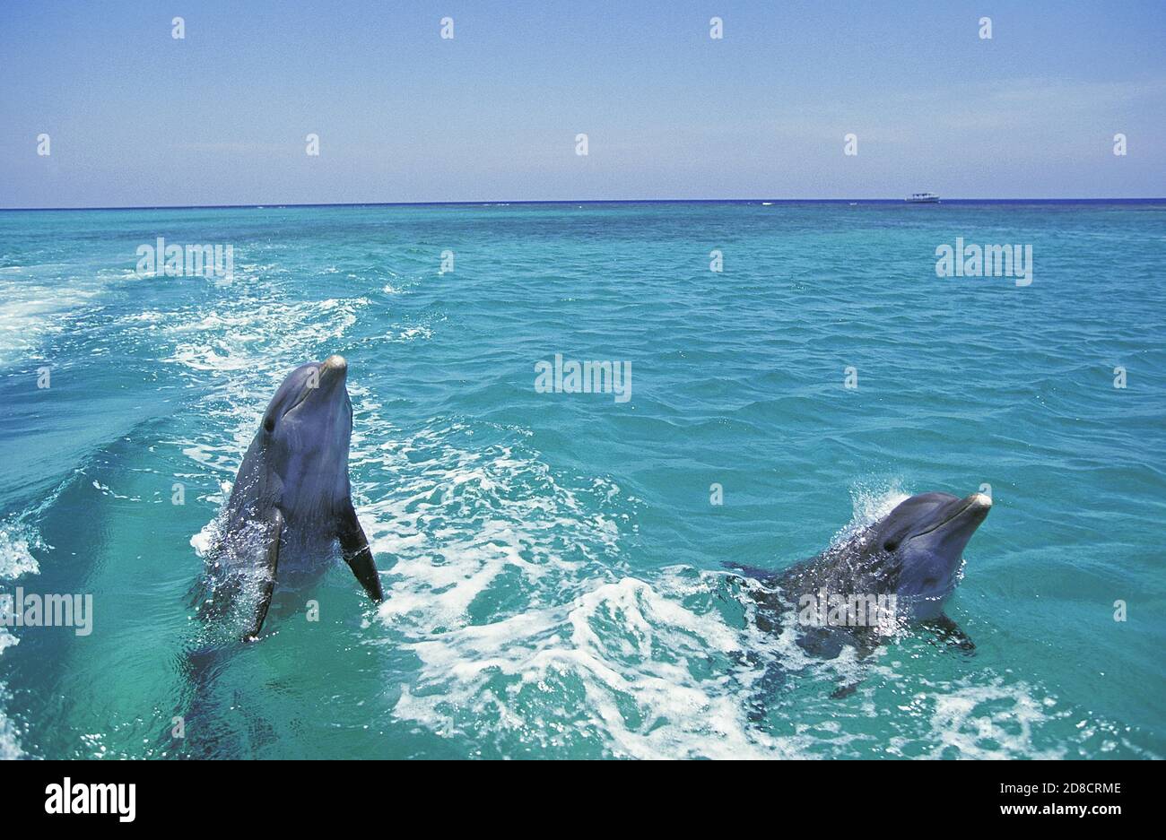 BOTTLENOSE DOLPHIN tursiops truncatus, PAIR LEAPING OUT OF WATER, HONDURAS Stock Photo - Alamy