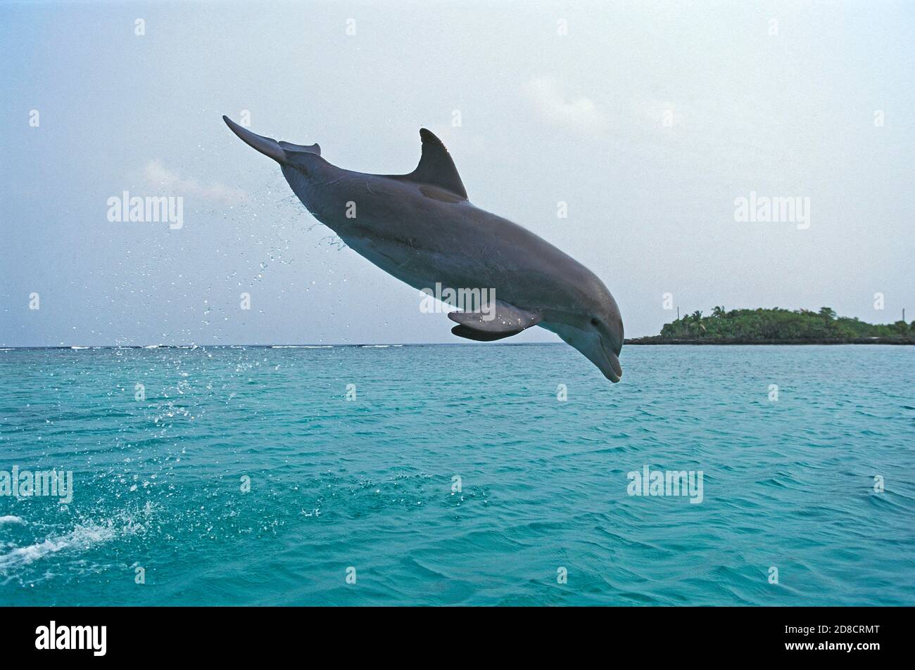 BOTTLENOSE DOLPHIN tursiops truncatus, ADULT LEAPING OUT OF WATER, HONDURAS Stock Photo - Alamy