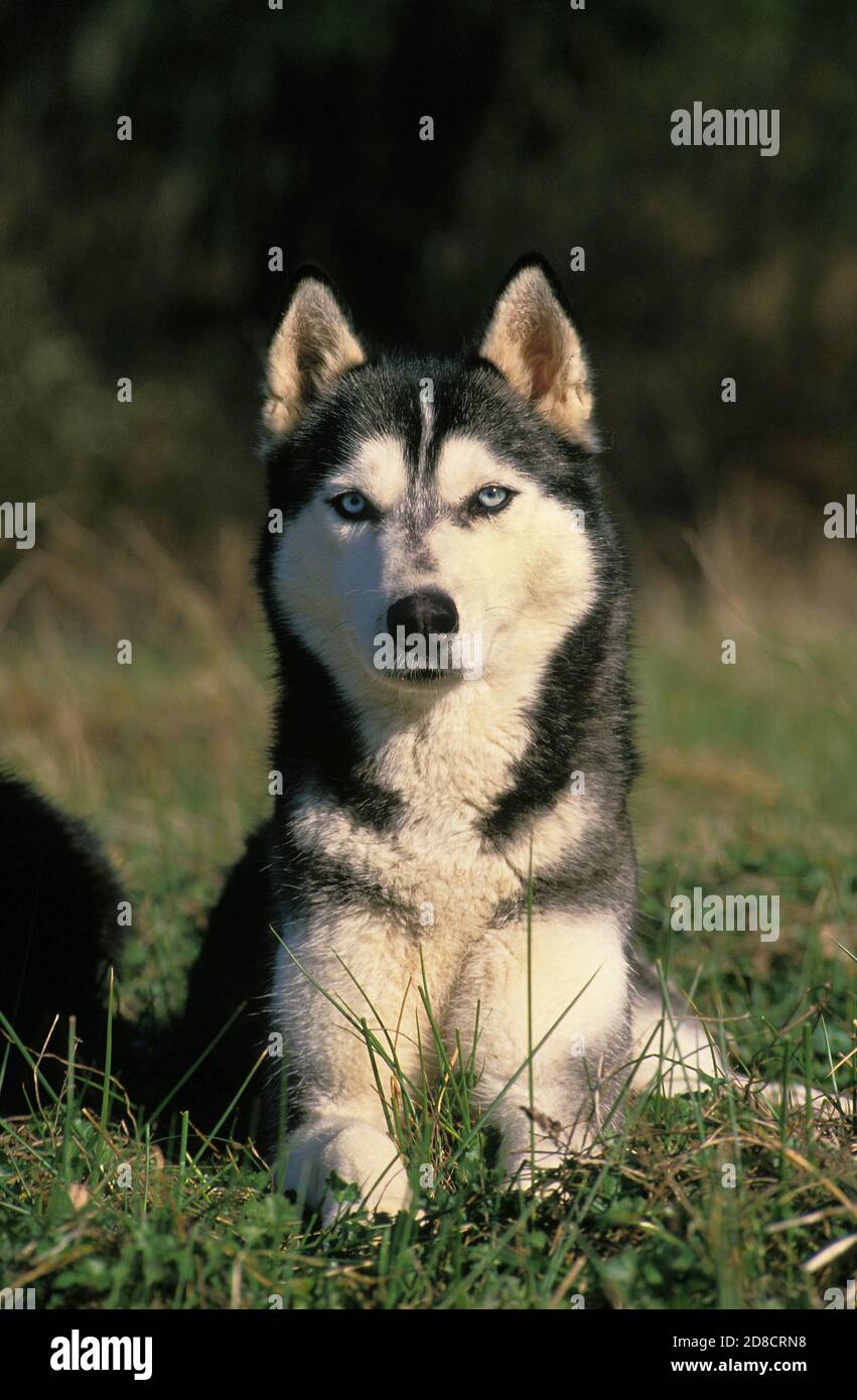 Husky laying on grass hi-res stock photography and images - Alamy