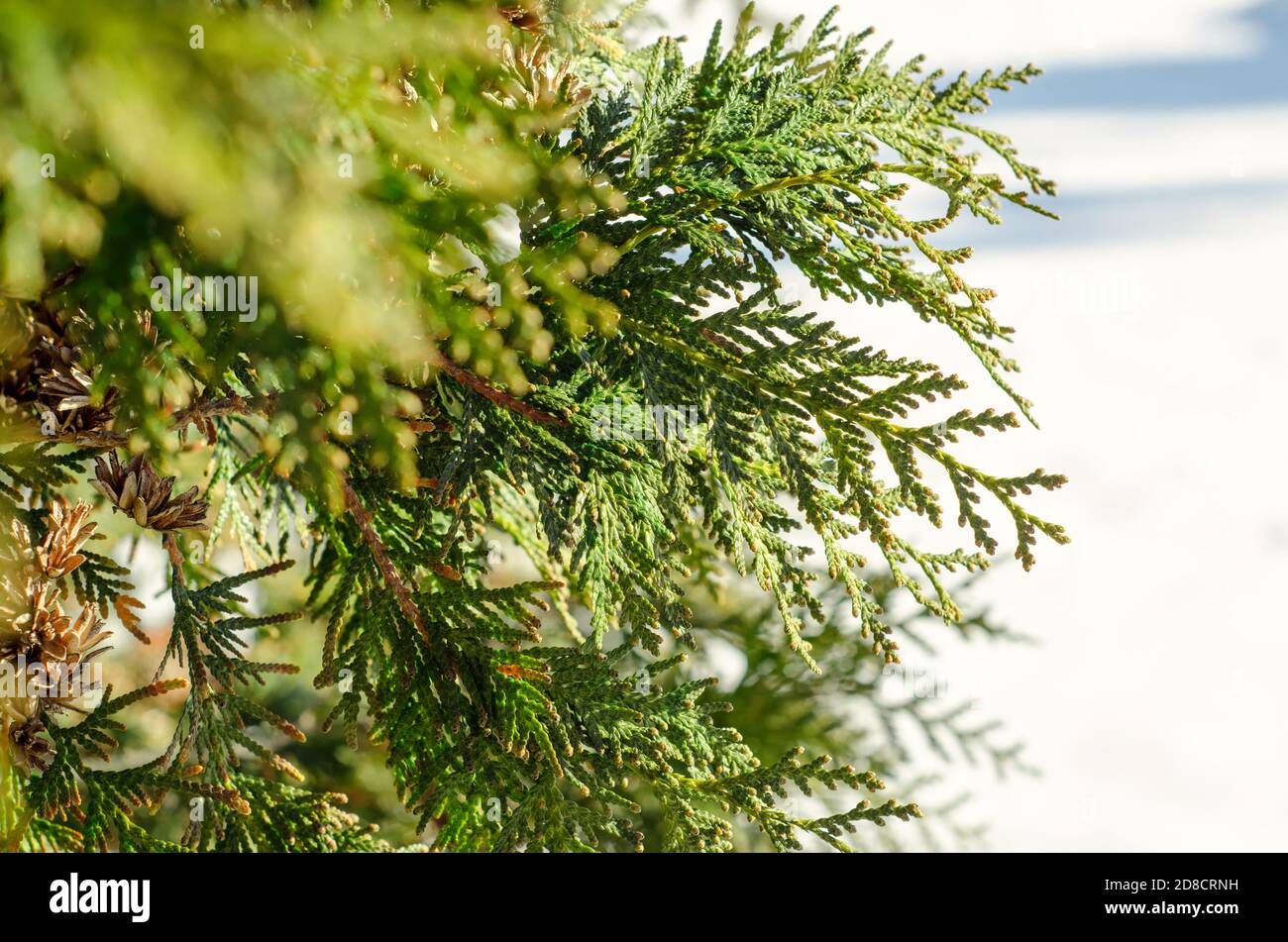 Decorate tree branch winter hi-res stock photography and images - Alamy