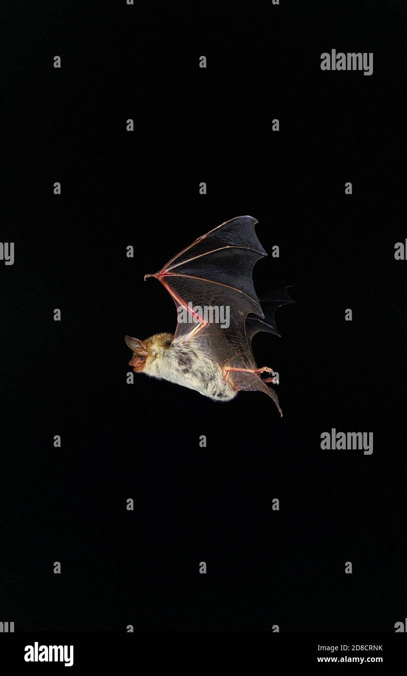 MOUSE-EARED BAT myotis myotis, ADULT FLYING, FRANCE Stock Photo - Alamy