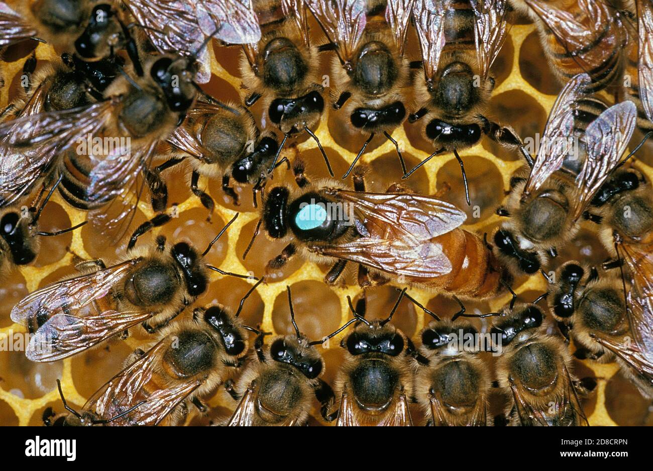 HONEY BEE apis mellifera, HIVE WITH QUEEN AND WORKERS, FRANCE Stock ...