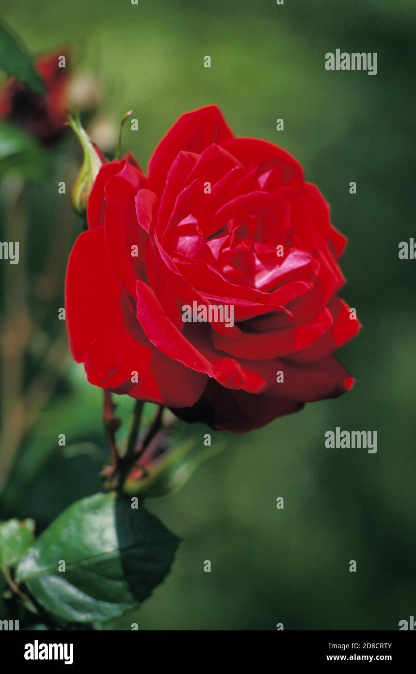 Red rose of normandy hi-res stock photography and images - Alamy