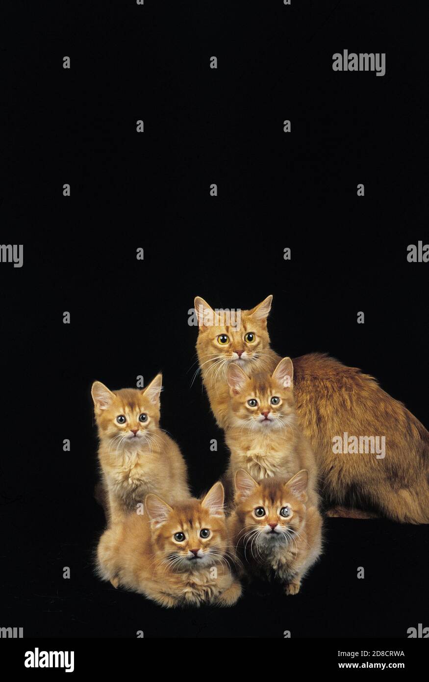 RED SOMALI CAT, FEMALE WITH KITTEN AGAINST BLACK BACKGROUND Stock Photo ...