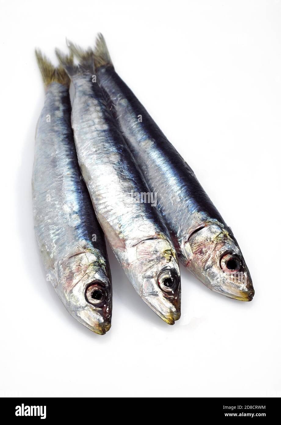 FRESH SARDINES AGAINST WHITE BACKGROUND Stock Photo - Alamy