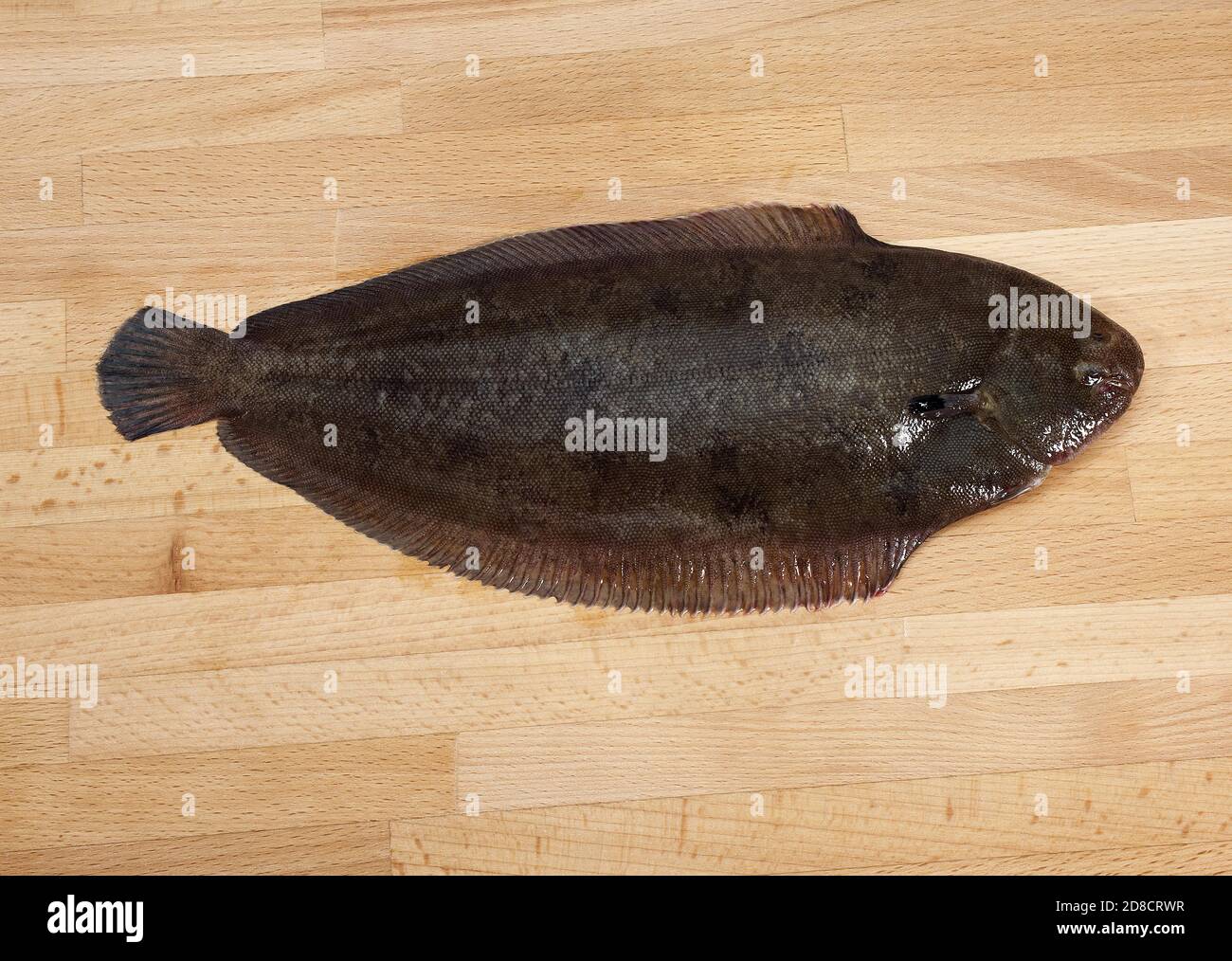 FRESH SOLE FISH solea solea Stock Photo - Alamy