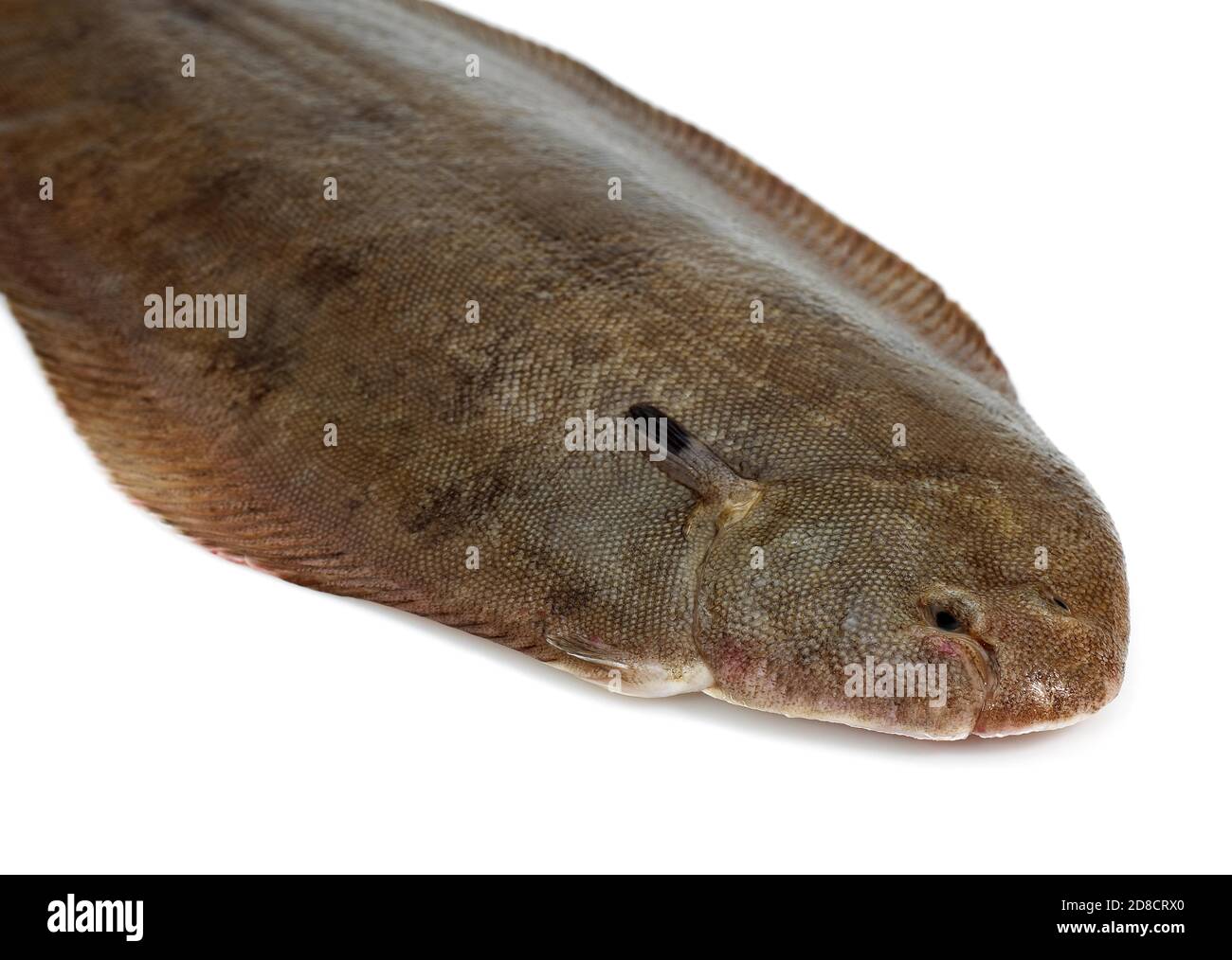 FRESH SOLE FISH solea solea AGAINST WHITE BACKGROUND Stock Photo - Alamy