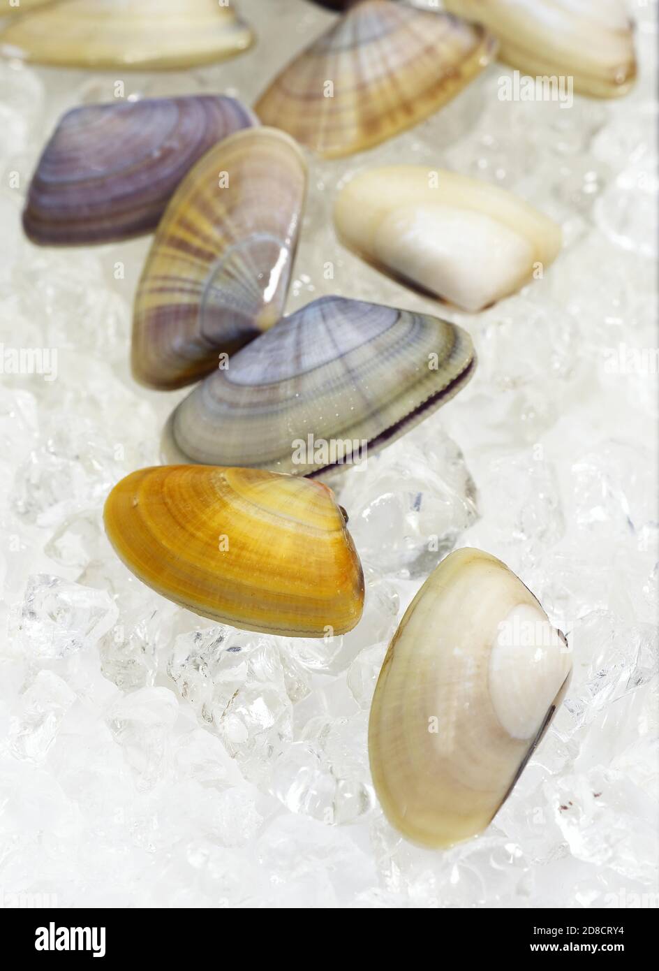 WEDGE SHELL donax trunculus ON ICE Stock Photo - Alamy