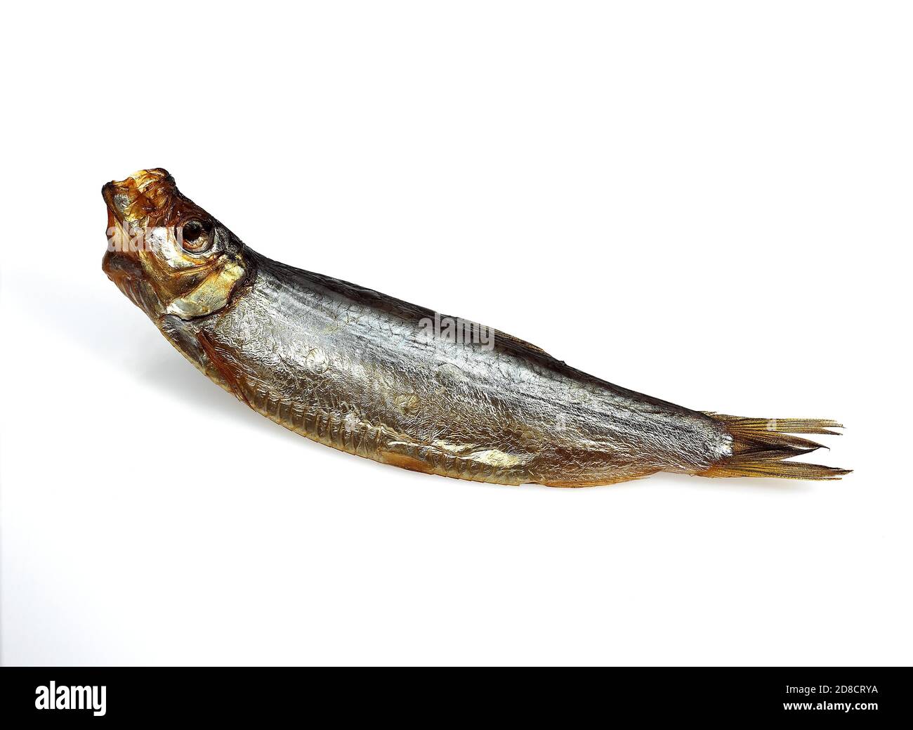 SPRAT sprattus sprattus, SMOKED FISH AGAINST WHITE BACKGROUND Stock ...