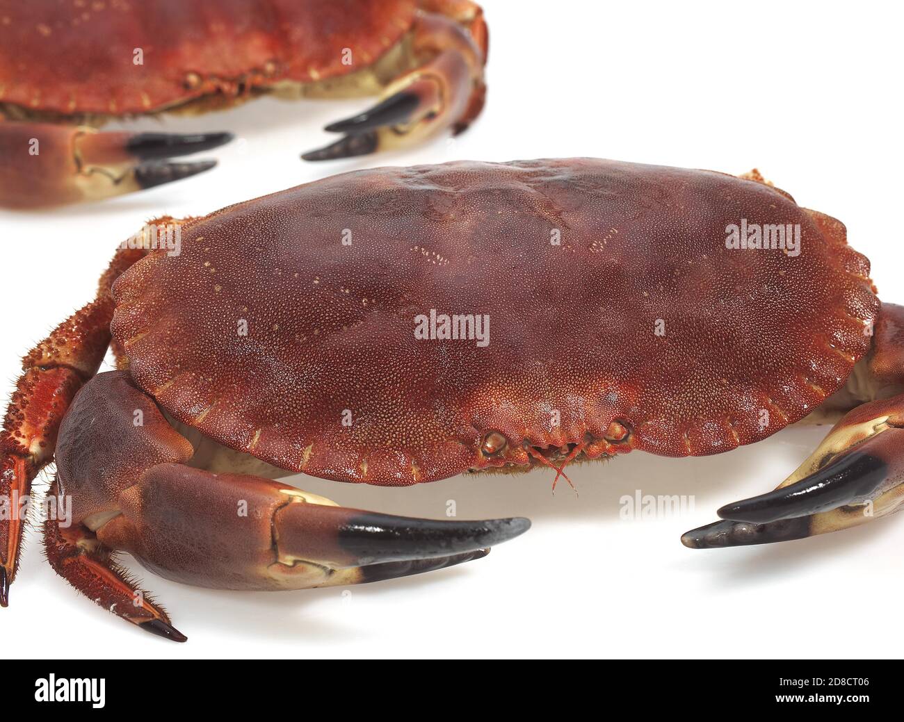 EDIBLE CRAB cancer pagurus AGAINST WHITE BACKGROUND Stock Photo - Alamy