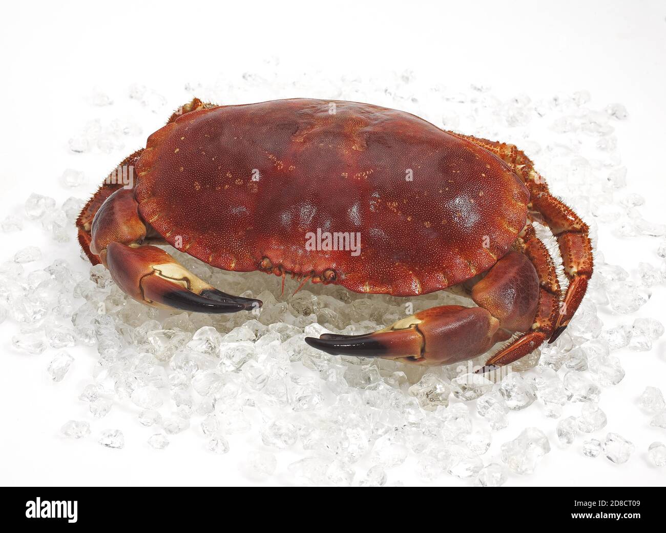 EDIBLE CRAB cancer pagurus ON ICE Stock Photo - Alamy