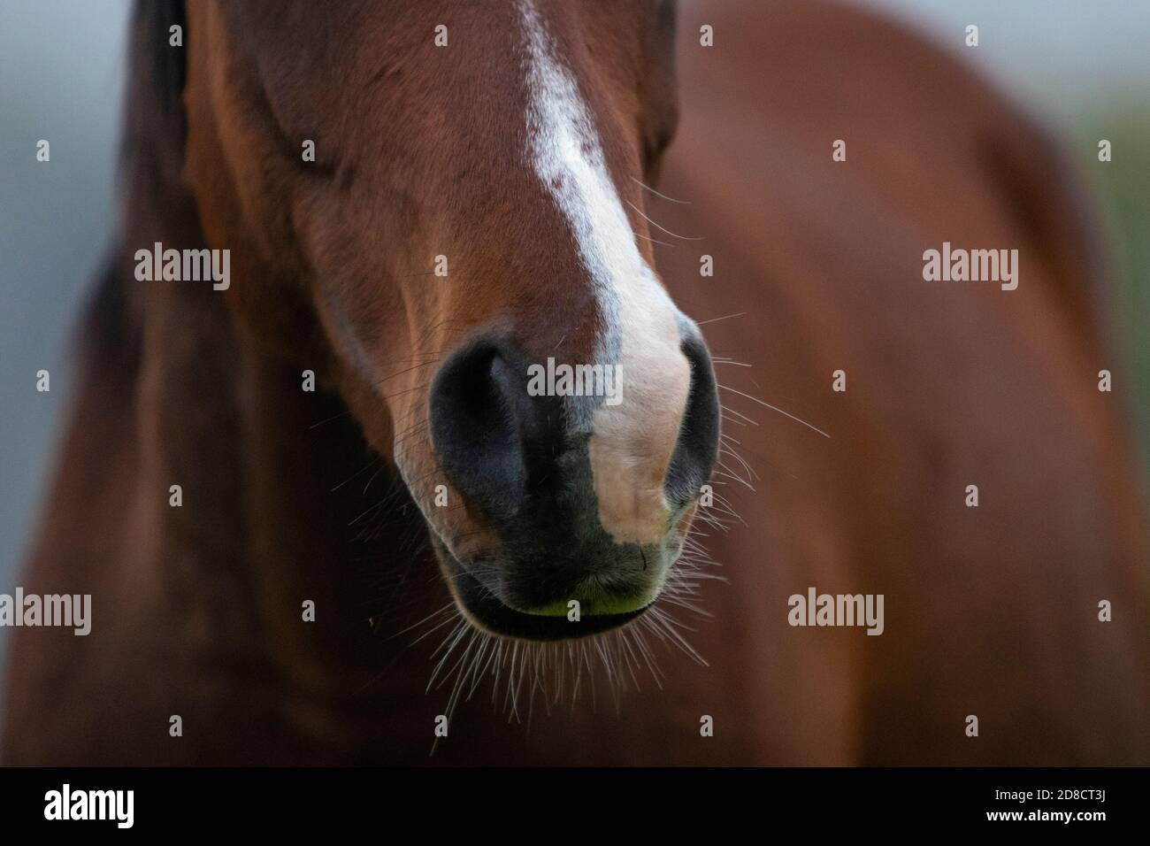 Chesnut horse with white snip (white marking on the nose Stock Photo ...