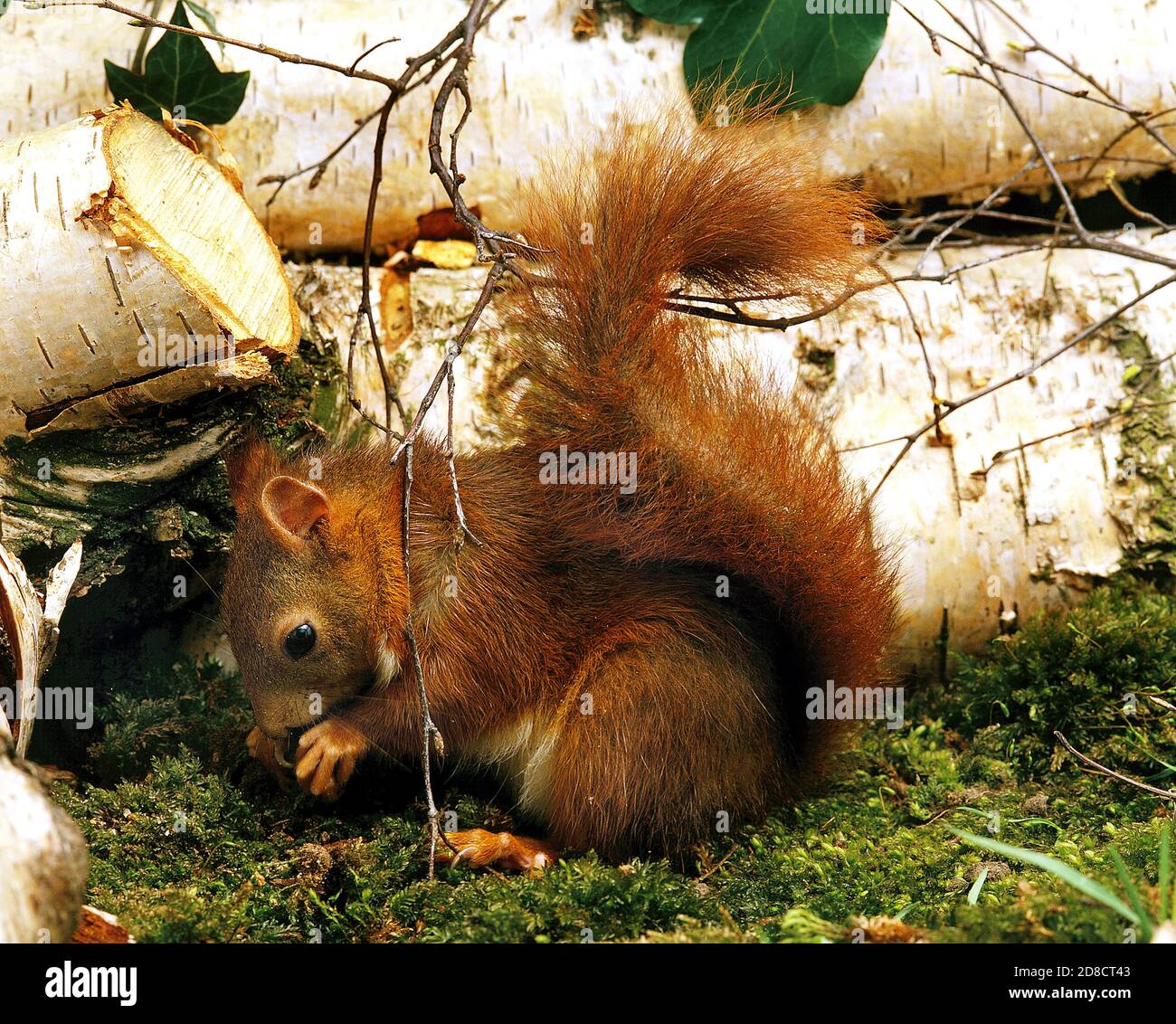 RED SQUIRREL sciurus vulgaris IN FRANCE Stock Photo - Alamy