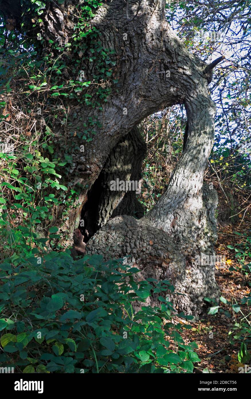 An old Oak tree trunk, Quercus robur, with natural hollow at the base ...
