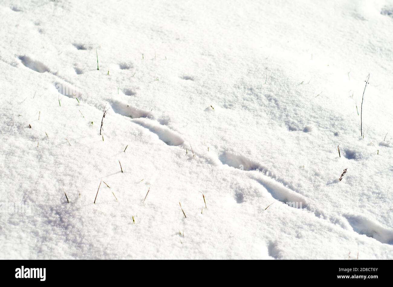 Human footprint track path hi-res stock photography and images - Alamy